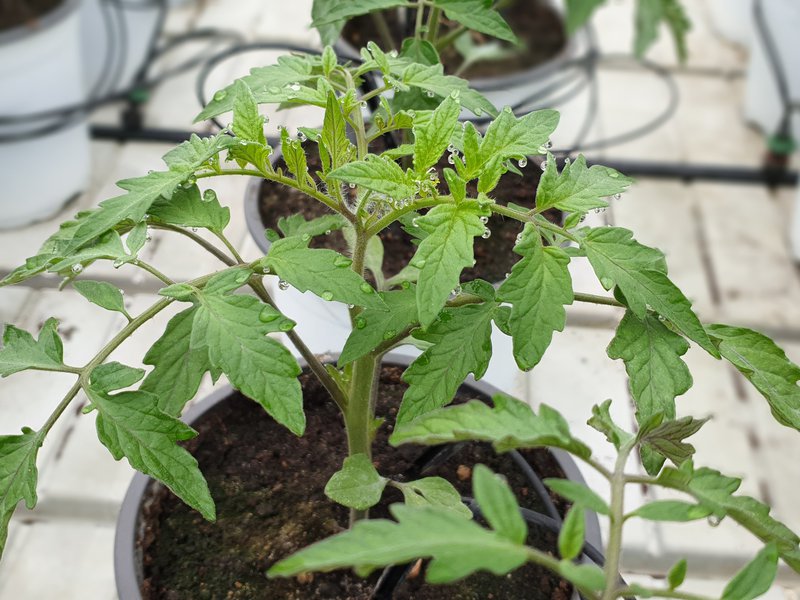 Biocontrol | Syngenta Biologicals